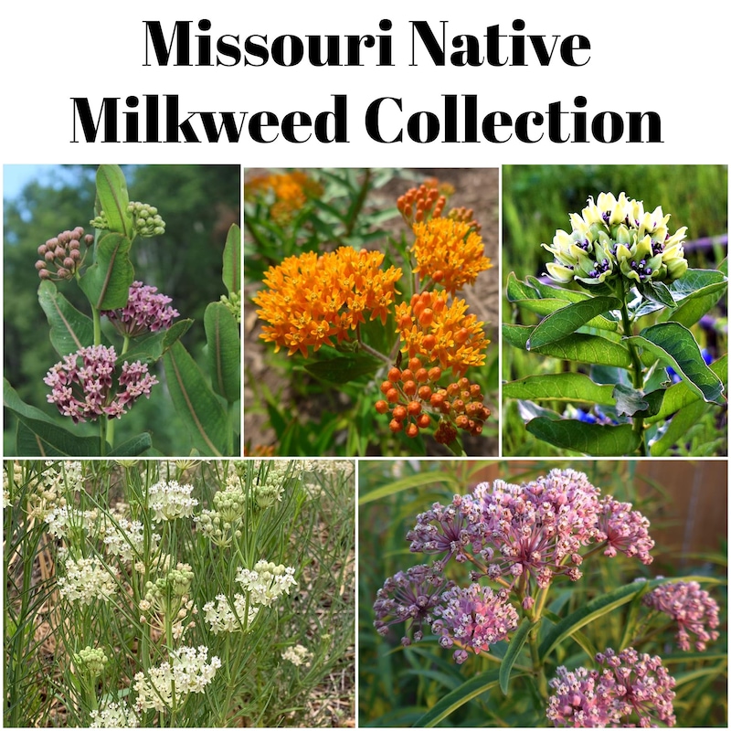 Plants Native to Missouri - Etsy