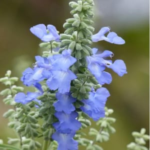 Azure Sage (salvia Azurea 'grandiflora') Packet of 25 Seeds With FREE ...