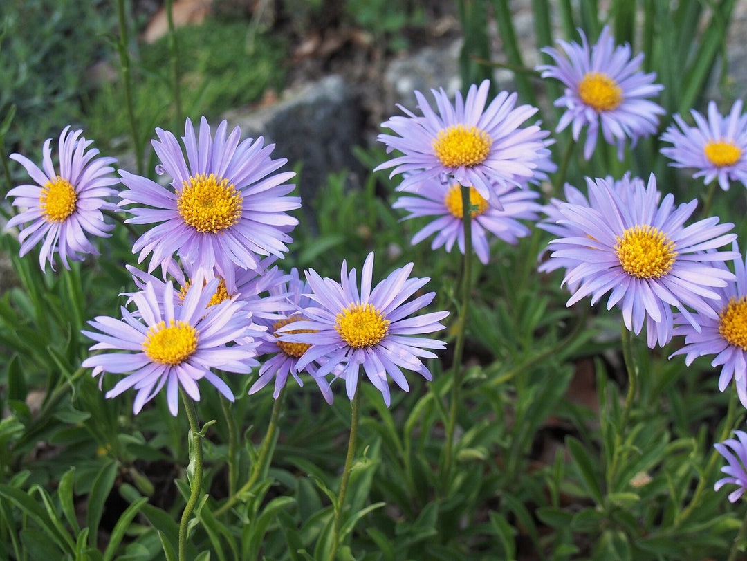 Blue Aster (aster Alpinus 'blue') Packet of 25 Seeds With FREE Shipping ...