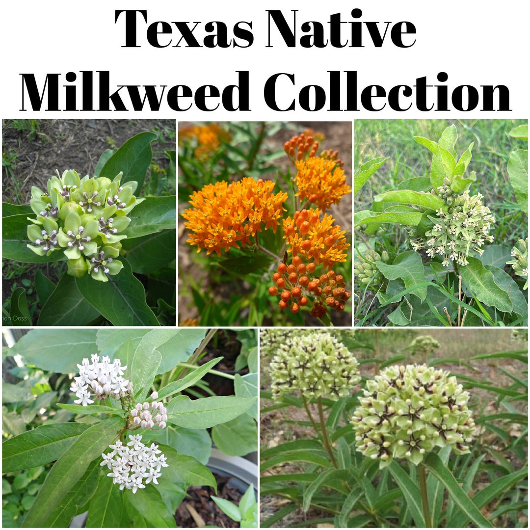 Texas Native Milkweed Seed Collection With FREE Shipping! - Etsy