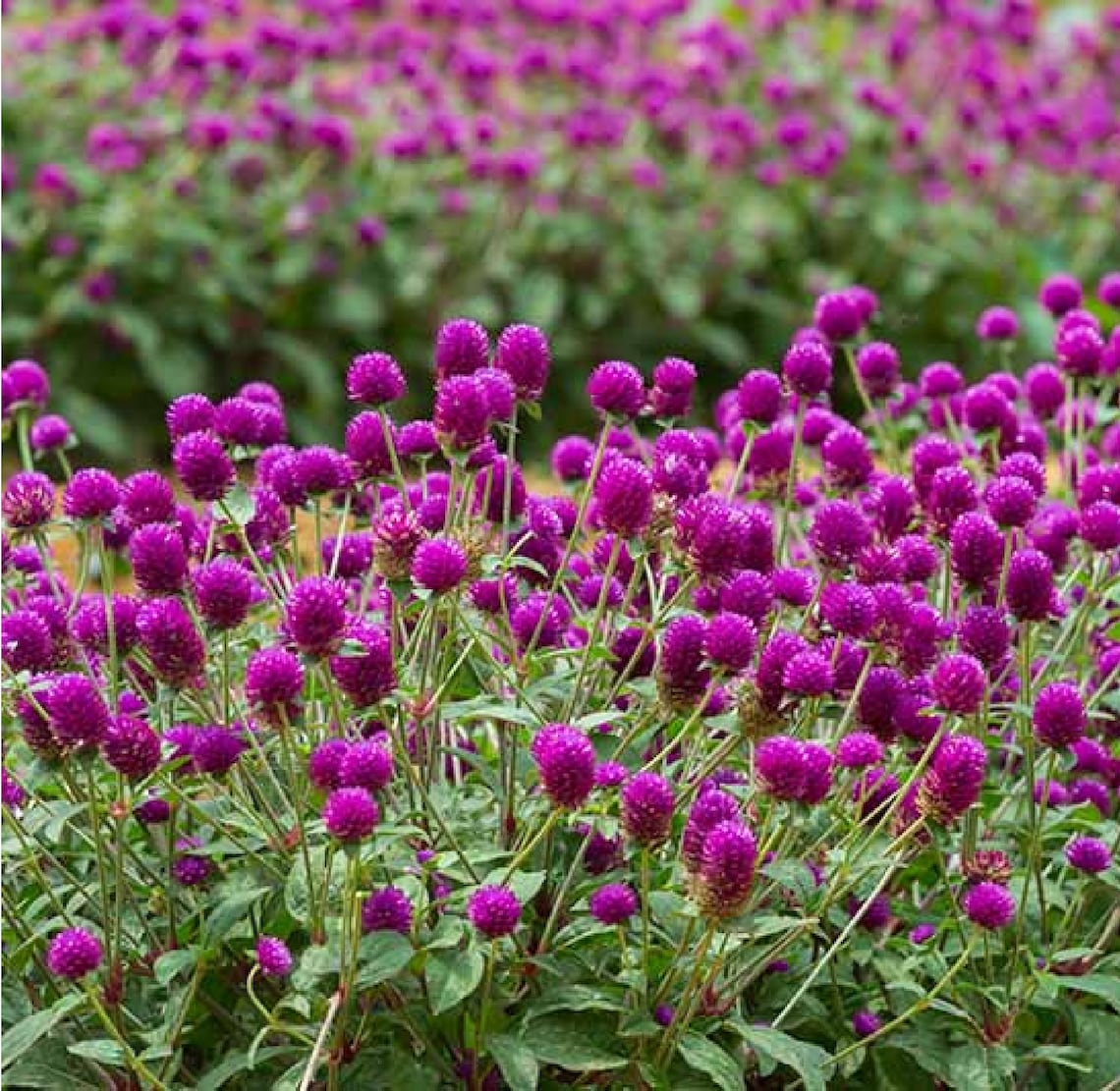 Gomphrena-purple gomphrena Globosa 'purple' Packet - Etsy