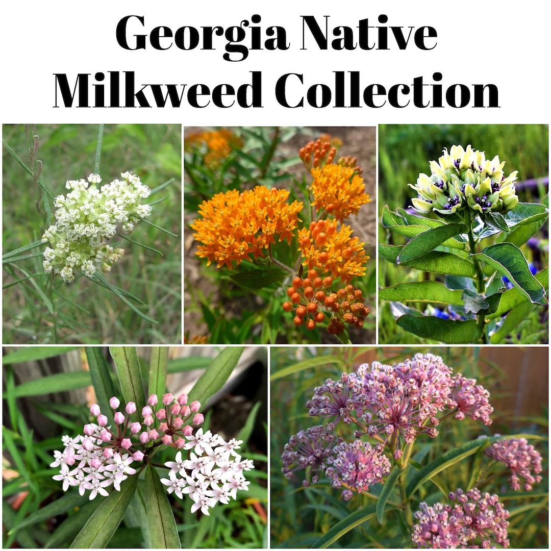 Georgia Native Milkweed Seed Collection With FREE Shipping! - Etsy