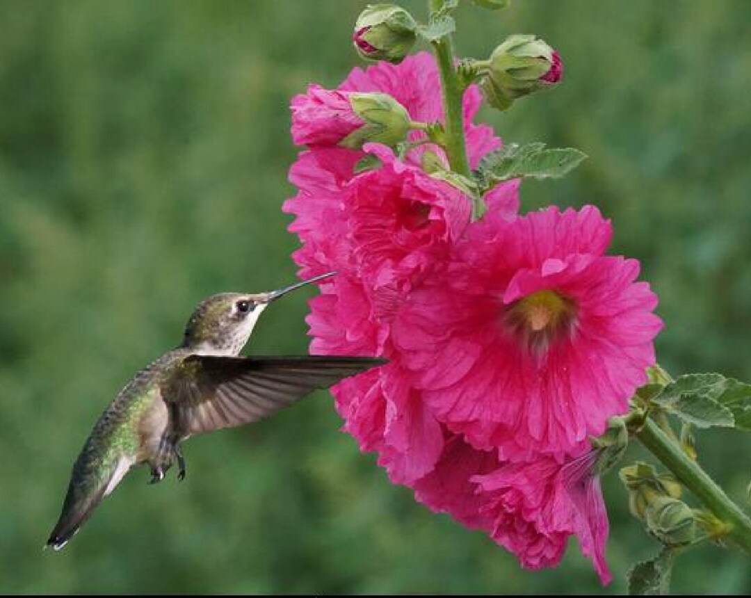 Hollyhock (alcea Rosea Indian Spring Mix) Packet of 25 Seeds With FREE ...