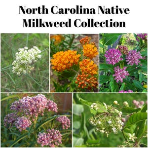 North Carolina Native Milkweed Seed Collection With FREE Shipping! - Etsy