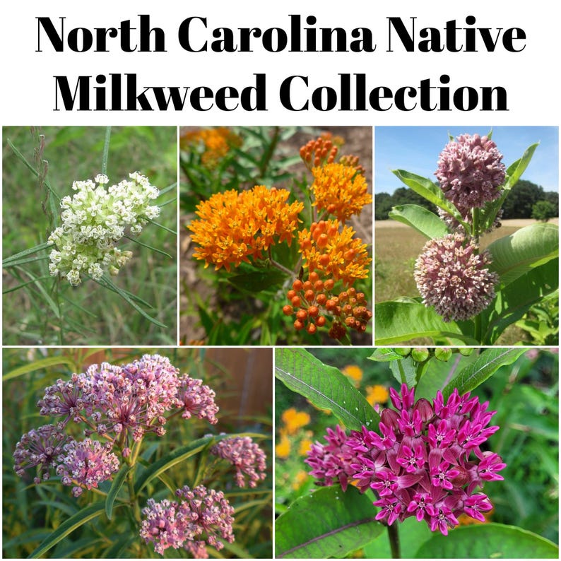 North Carolina Native Milkweed Seed Collection With FREE Shipping! - Etsy