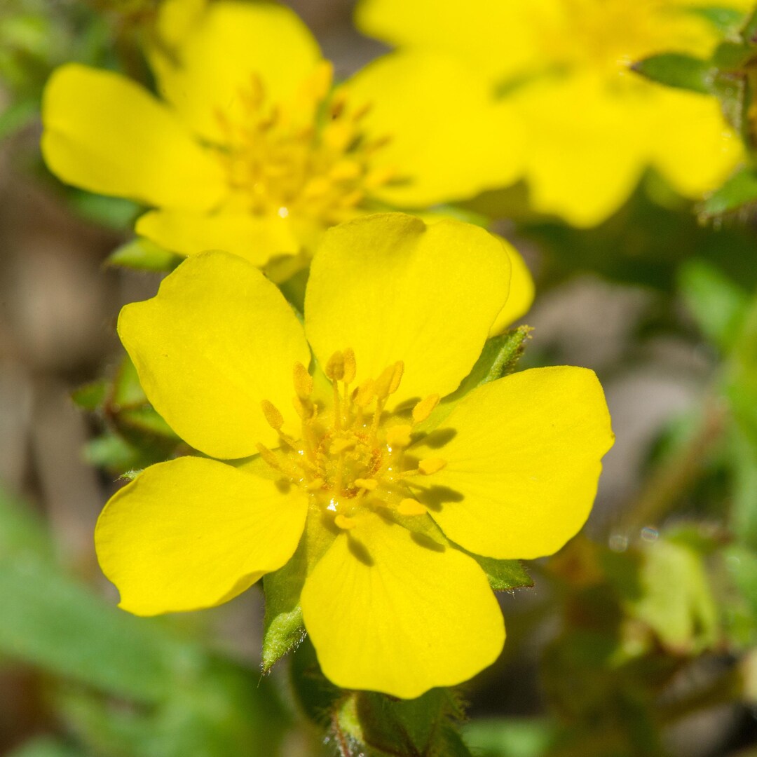 Common Evening Primrose (oenothera Biennis) Packet of 25 Seeds With ...