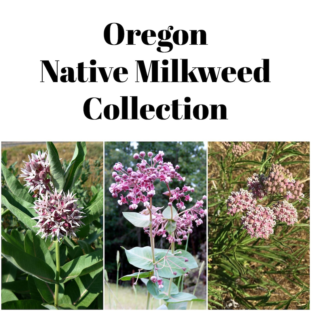 Oregon Native Milkweed Seed Collection - Etsy