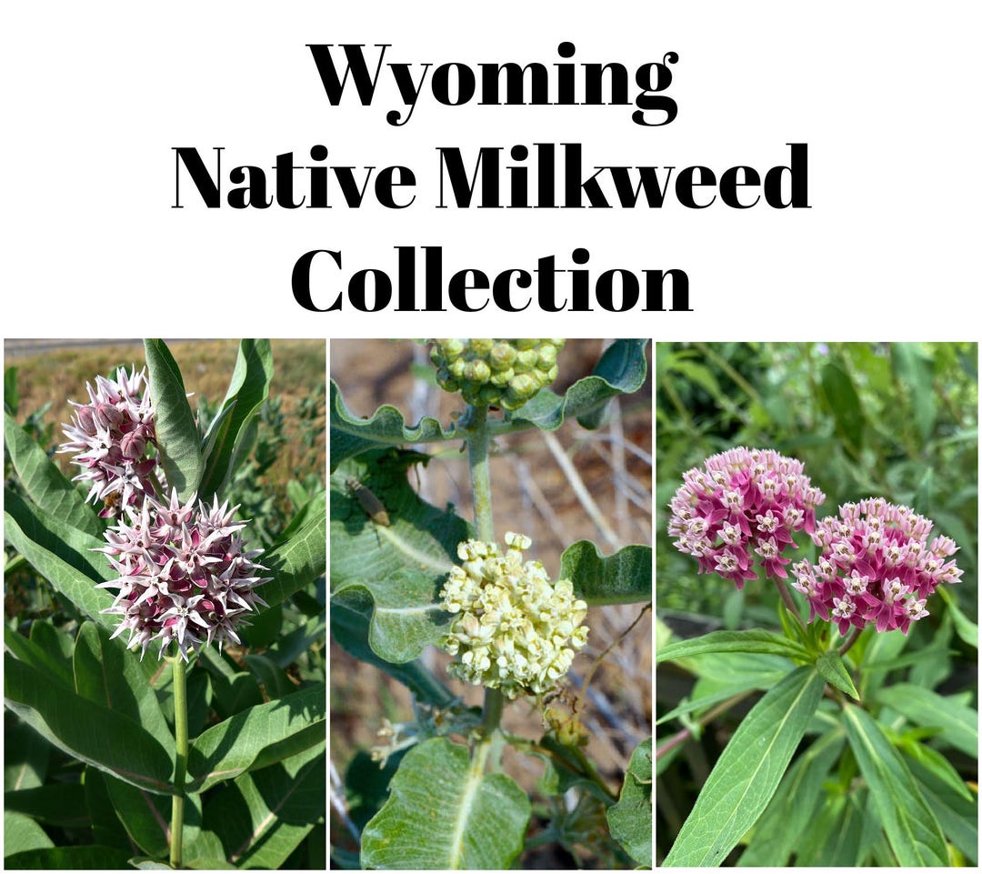Wyoming Native Milkweed Seed Collection - Etsy