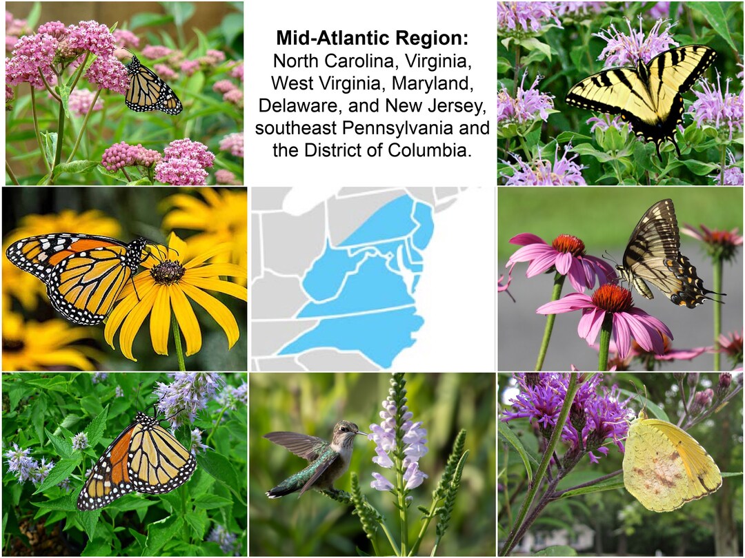Mid-atlantic Native Deluxe Seed Collection With FREE Shipping! - Etsy