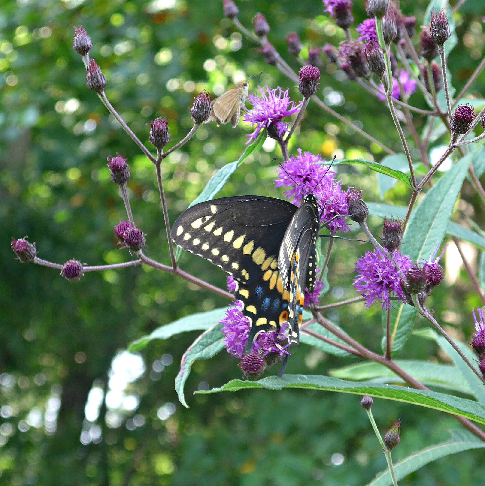 Common Ironweed (vernonia Fasciculata) Packet of 25 Seeds With FREE ...