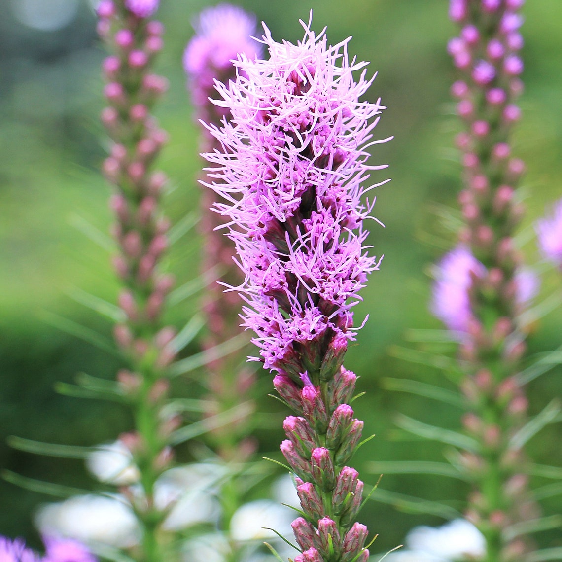 Prairie Blazing Star liatris Pycnostachya Packet of 25 Seeds - Etsy