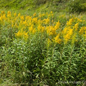 Canada Goldenrod (solidago Canadensis) Packet of 25 Seeds With FREE ...