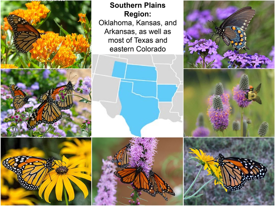 Southern Plains Region Native Deluxe Seed Collection With FREE Shipping ...