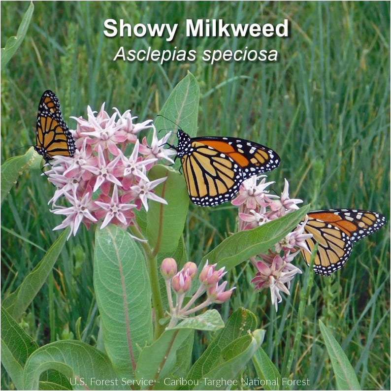 California Native Milkweed Seed Collection - Etsy