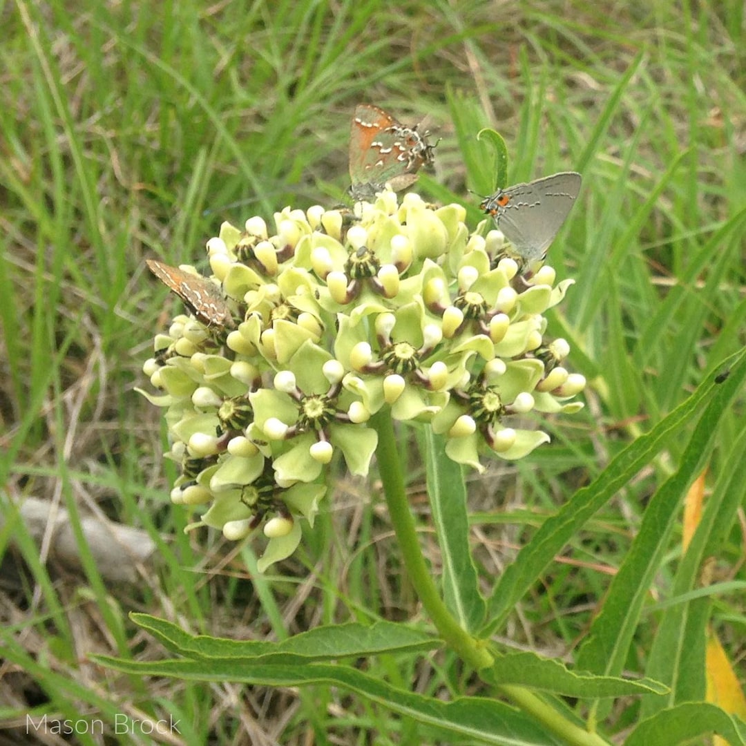Antelope Horn Milkweed (asclepias Asperula) Packet of 12 Seeds With ...