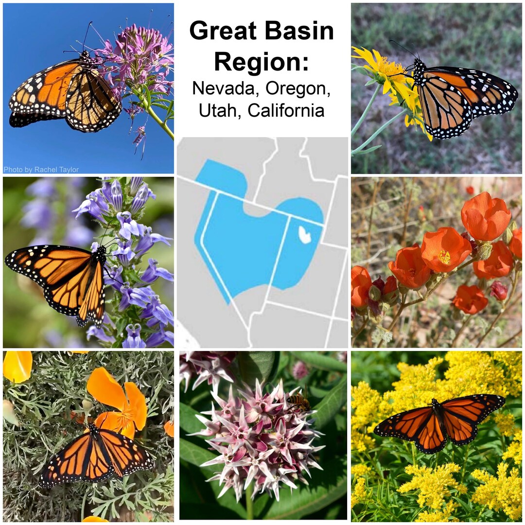 The Great Basin Native Deluxe Seed Collection With FREE Shipping! - Etsy