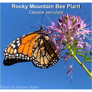 Southwest Native Deluxe Seed Collection With FREE Shipping! - Etsy