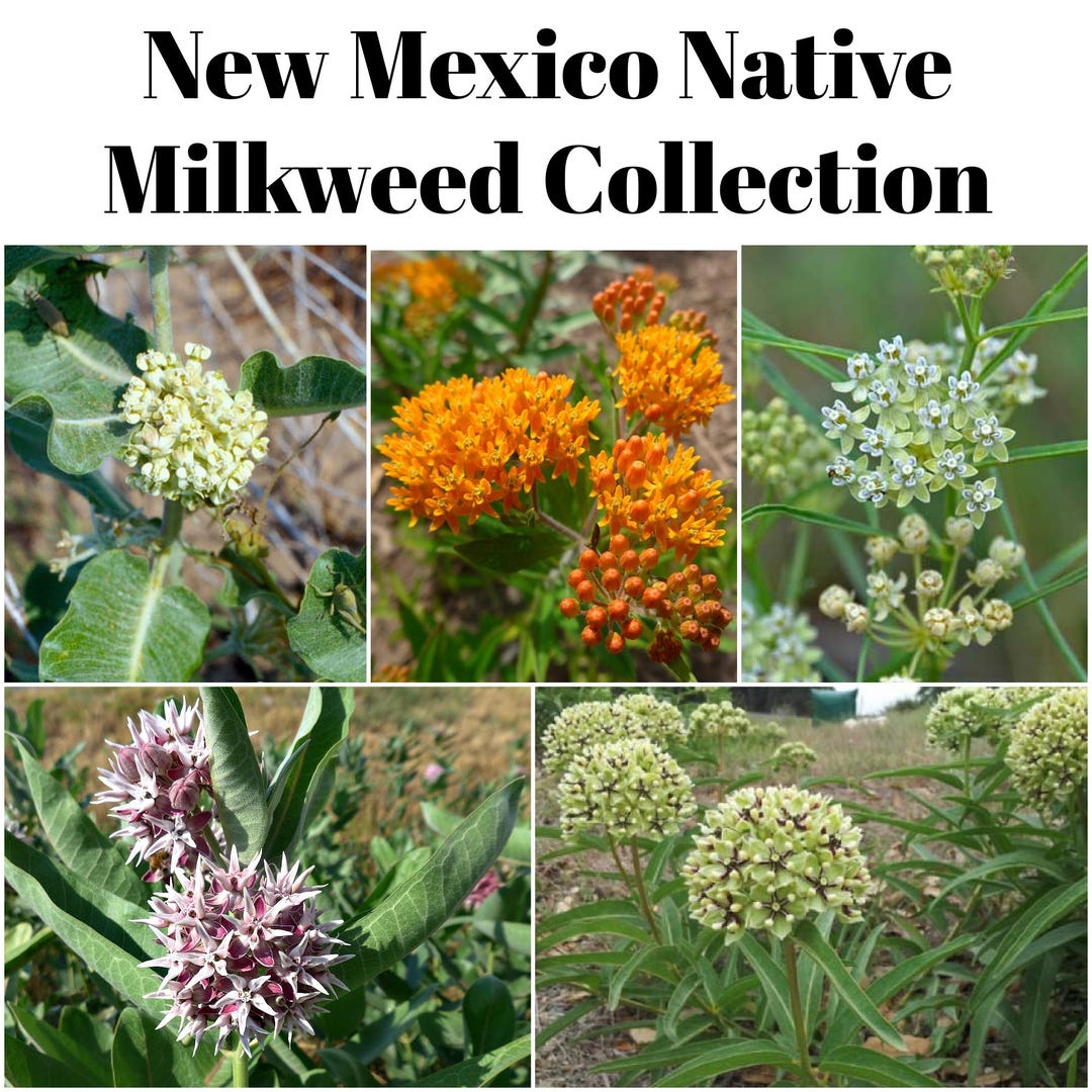 New Mexico Native Milkweed Seed Collection With FREE Shipping! - Etsy