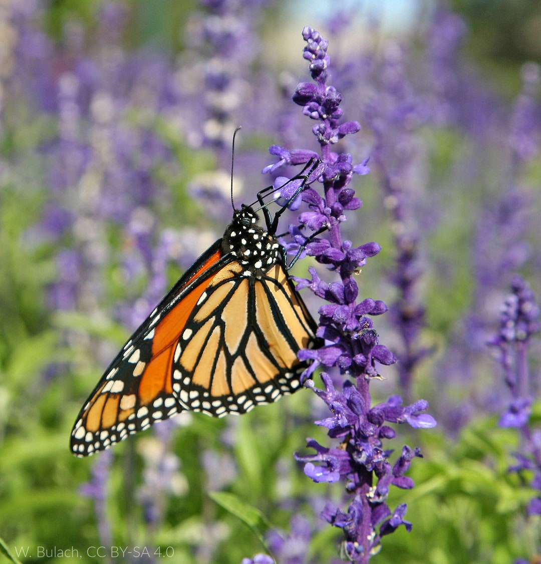 Blue Sage (salvia Farinacea) Packet of 25 Seeds With FREE Shipping! - Etsy
