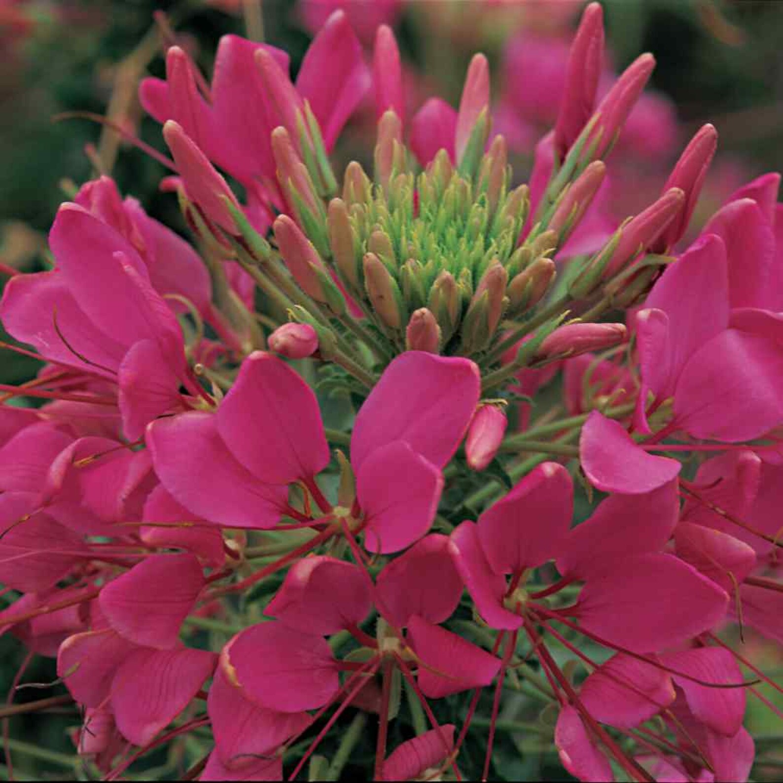 Cleome hassleriana 'Rose Queen' Packet of 25 seeds | Etsy