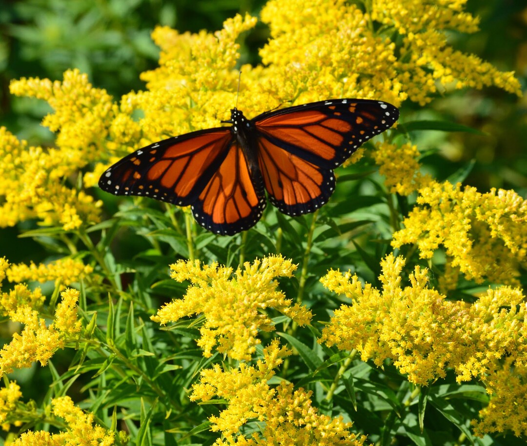 Stiff Goldenrod (solidago Rigida) Packet of 25 Seeds With FREE Shipping ...