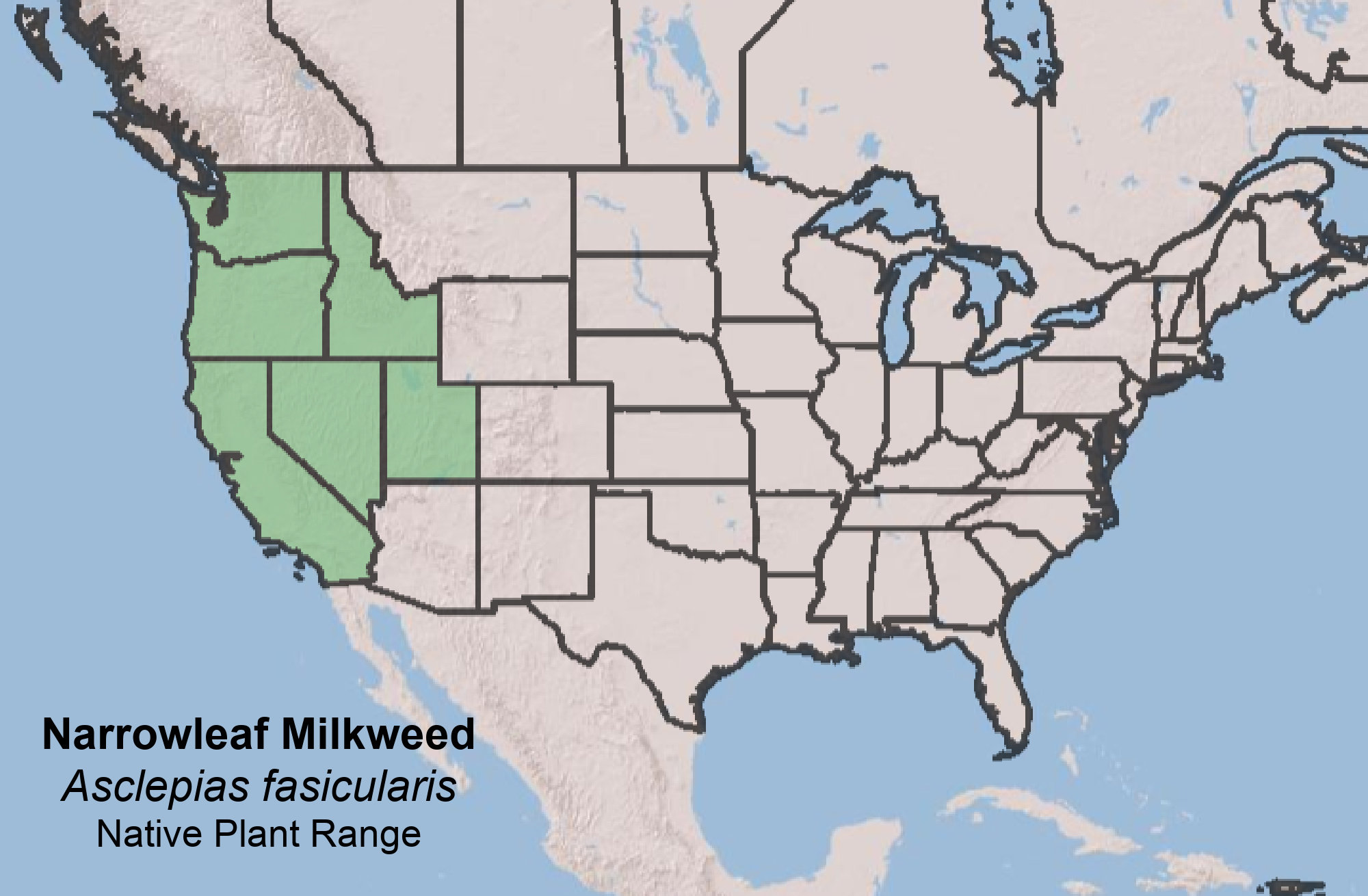 Narrowleaf Milkweed Seeds: Monarch Butterfly Garden (12 Seeds) - Etsy