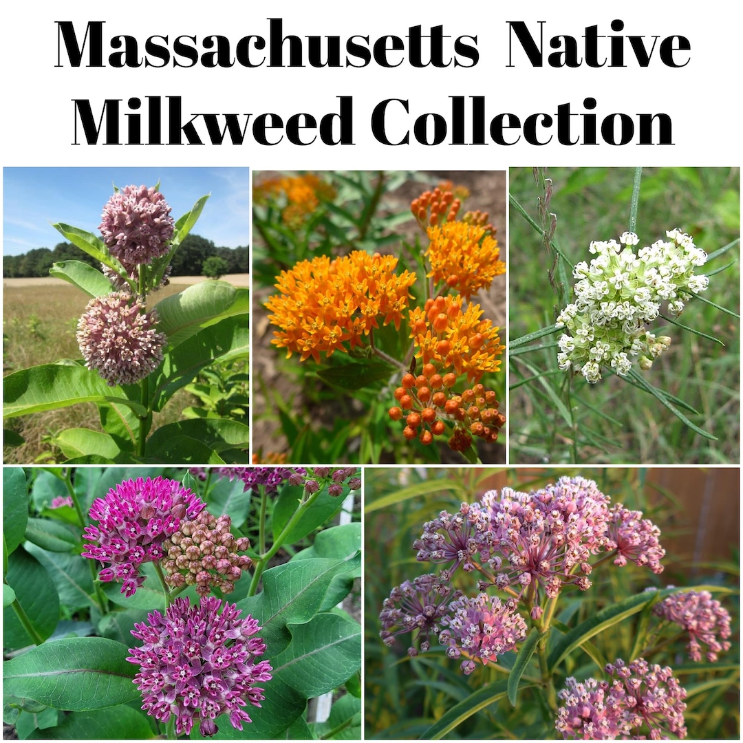 Massachusetts Native Milkweed Seed Collection: 5 Species - Etsy