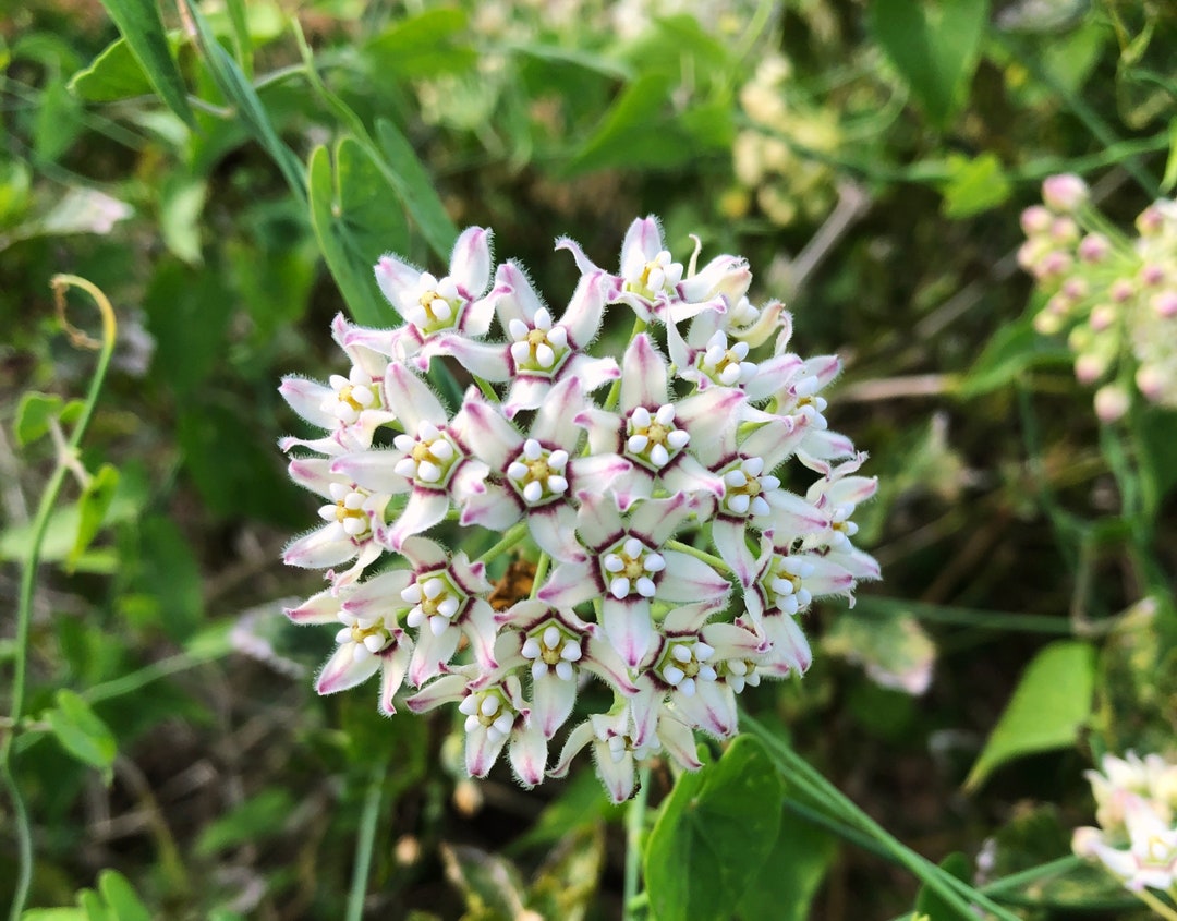 Climbing Milkweed Vine (funastrum Cynanchoides) Packet of 12 Seeds - Etsy
