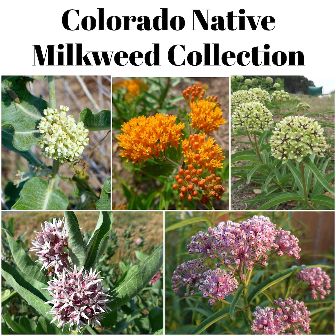 Colorado Native Milkweed Seed Collection With FREE Shipping! - Etsy