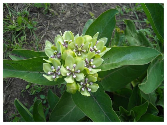 Spider Milkweed asclepias Viridis Packet of 7 Seeds With - Etsy