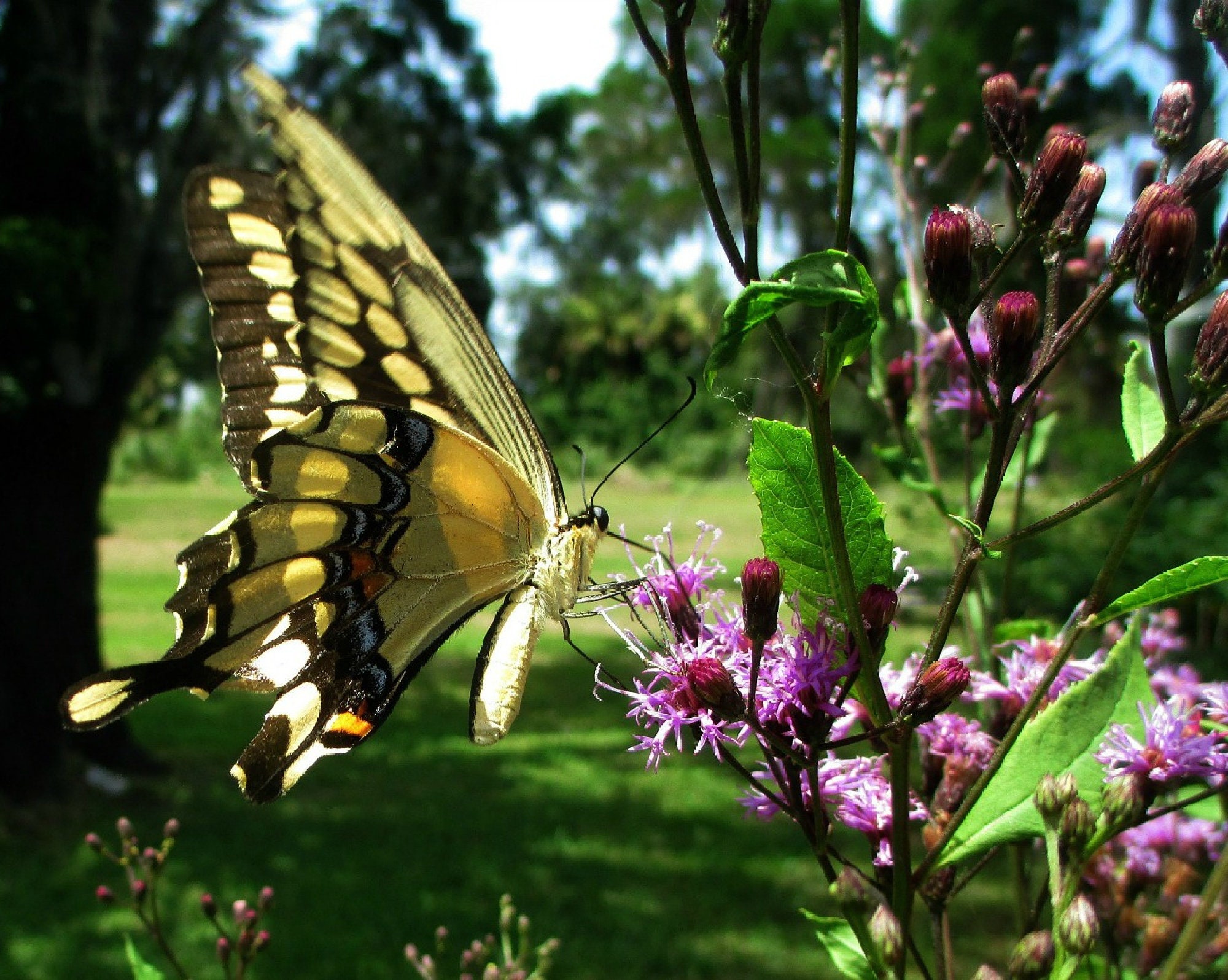 Common Ironweed (vernonia Fasciculata) Packet of 25 Seeds With FREE ...