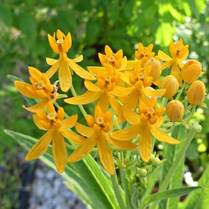 Silky Gold Milkweed Seeds (asclepias Curassavica) Packet of 12 Seeds - Etsy