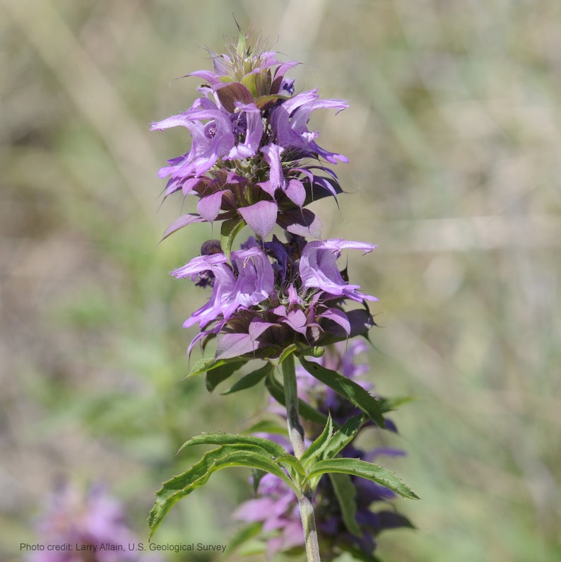 Lemon Bee Balm monarda Citriodora Packet of 25 Seeds With - Etsy