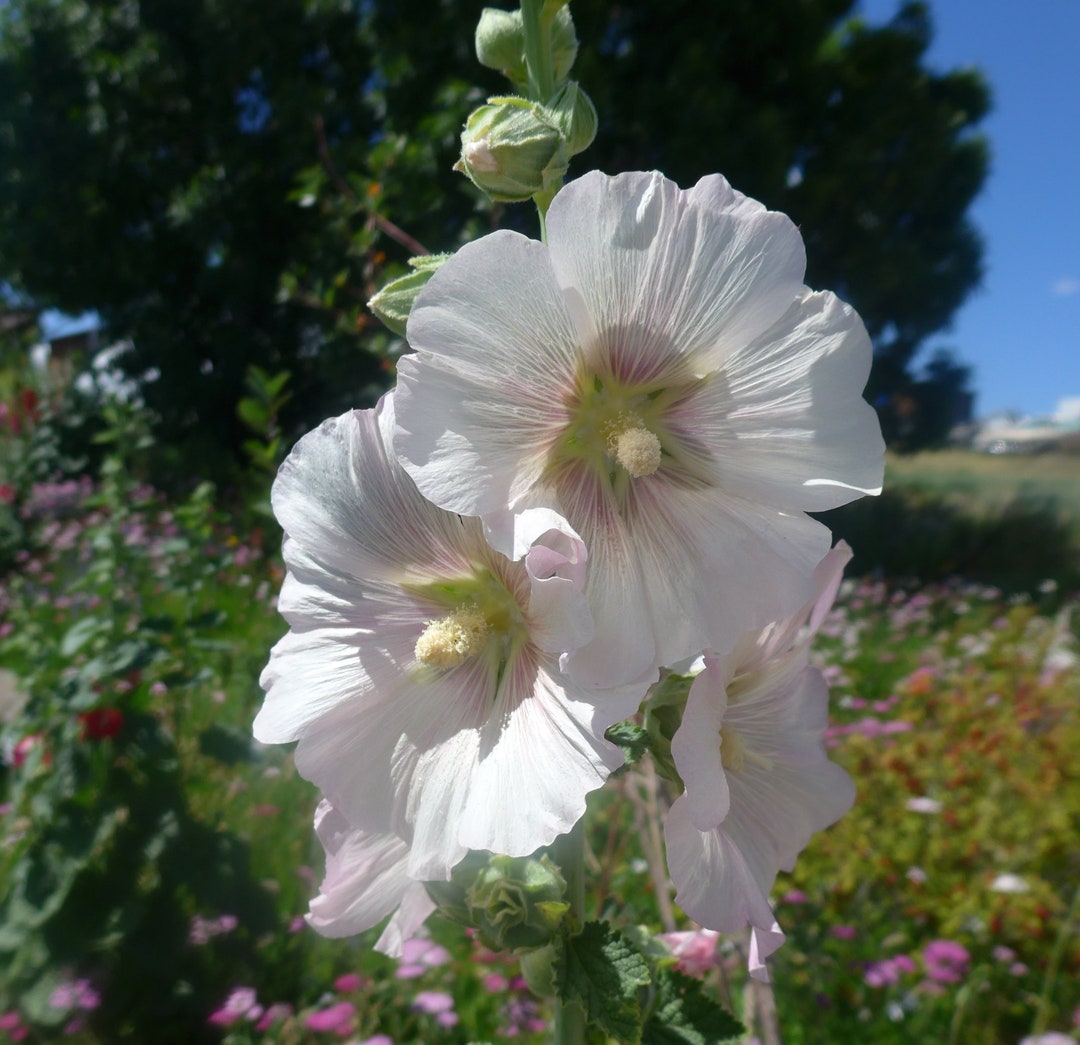 Hollyhock alcea Rosea Indian Spring Mix Packet of 25 Seeds - Etsy