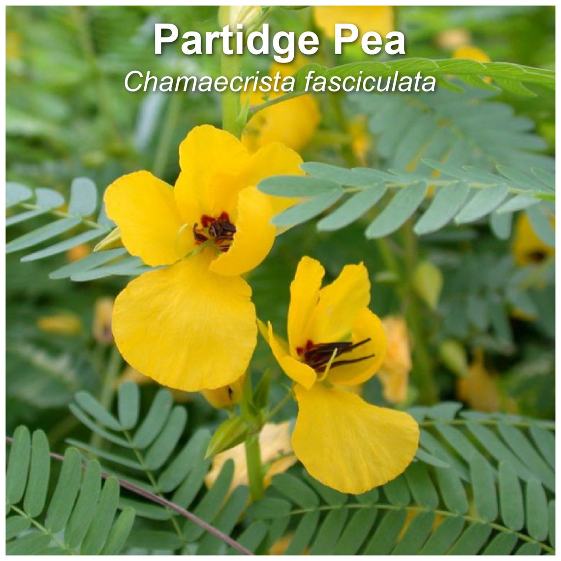 Florida Native Deluxe Seed Collection With FREE Shipping! - Etsy
