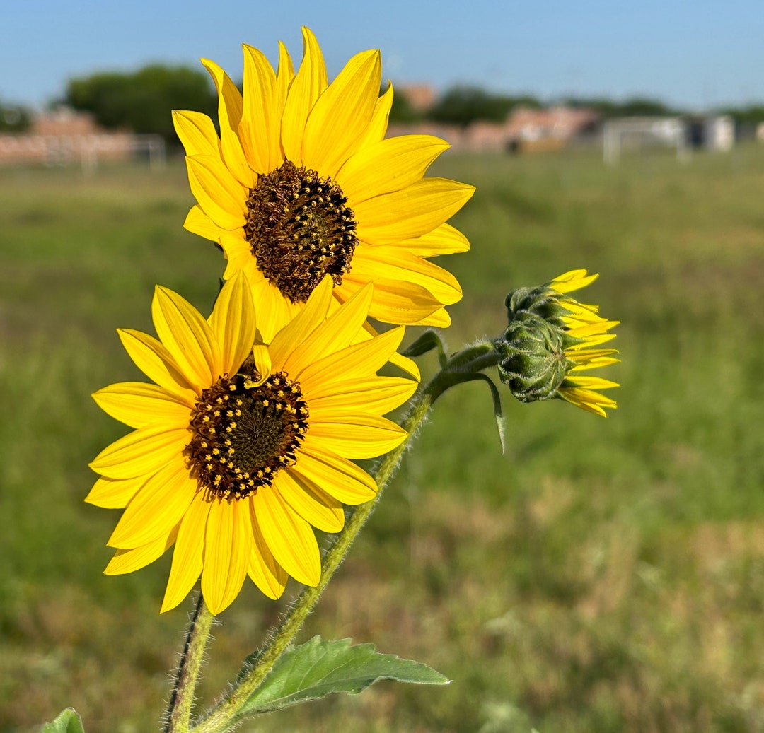 Wild Common Sunflower (helianthus Annuus) Packet of 25 Seeds With FREE ...