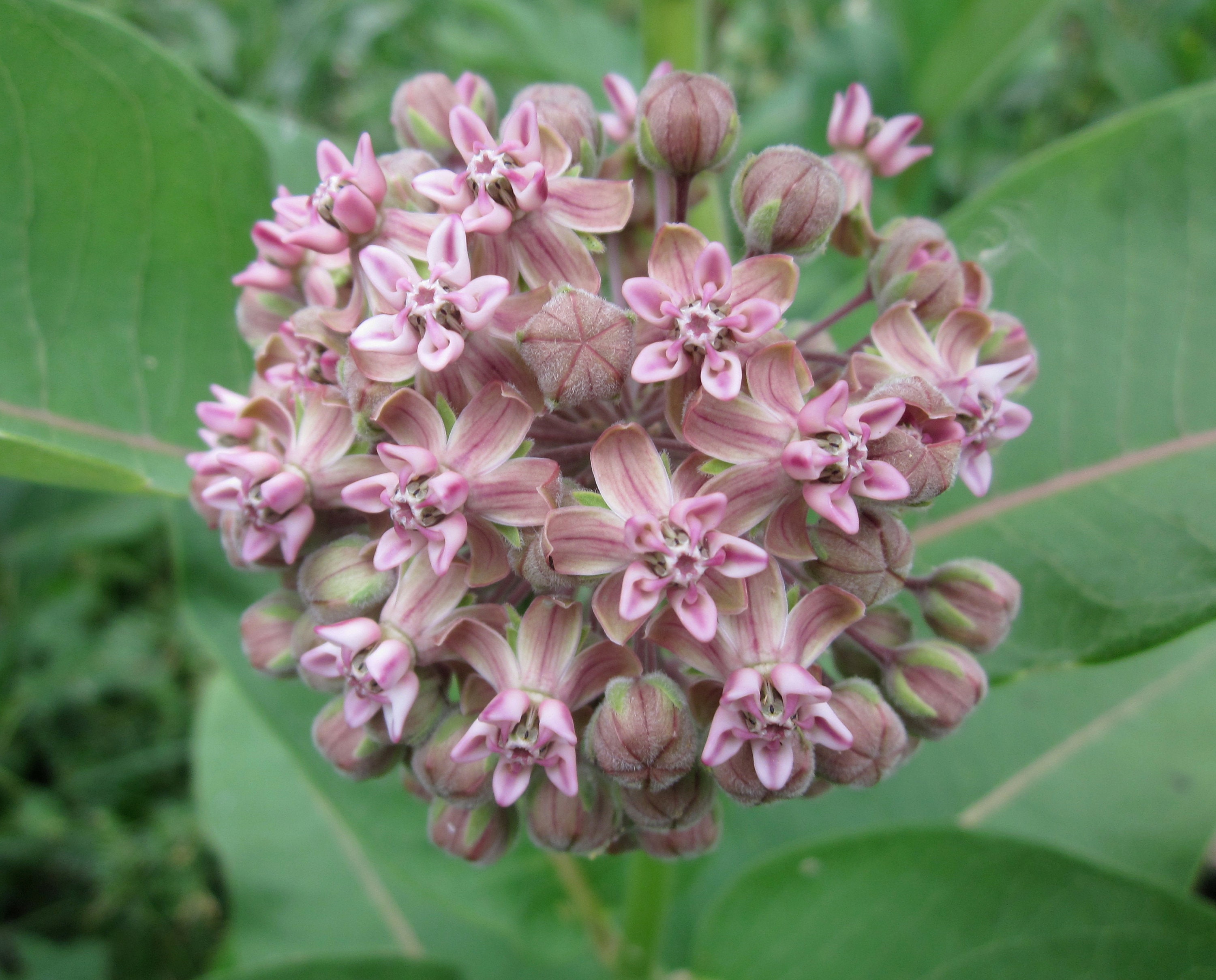 Common Milkweed asclepias Syriaca Packet of 25 Seeds With - Etsy Canada