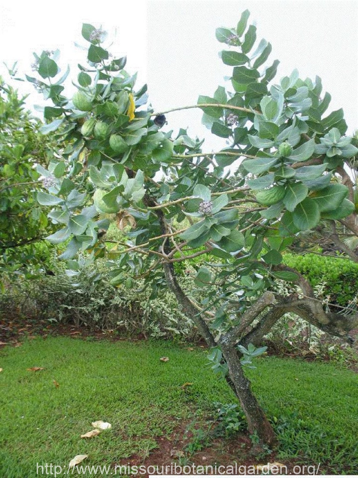 Procera Milkweed calotropis Procera Packet of 7 Seeds With - Etsy