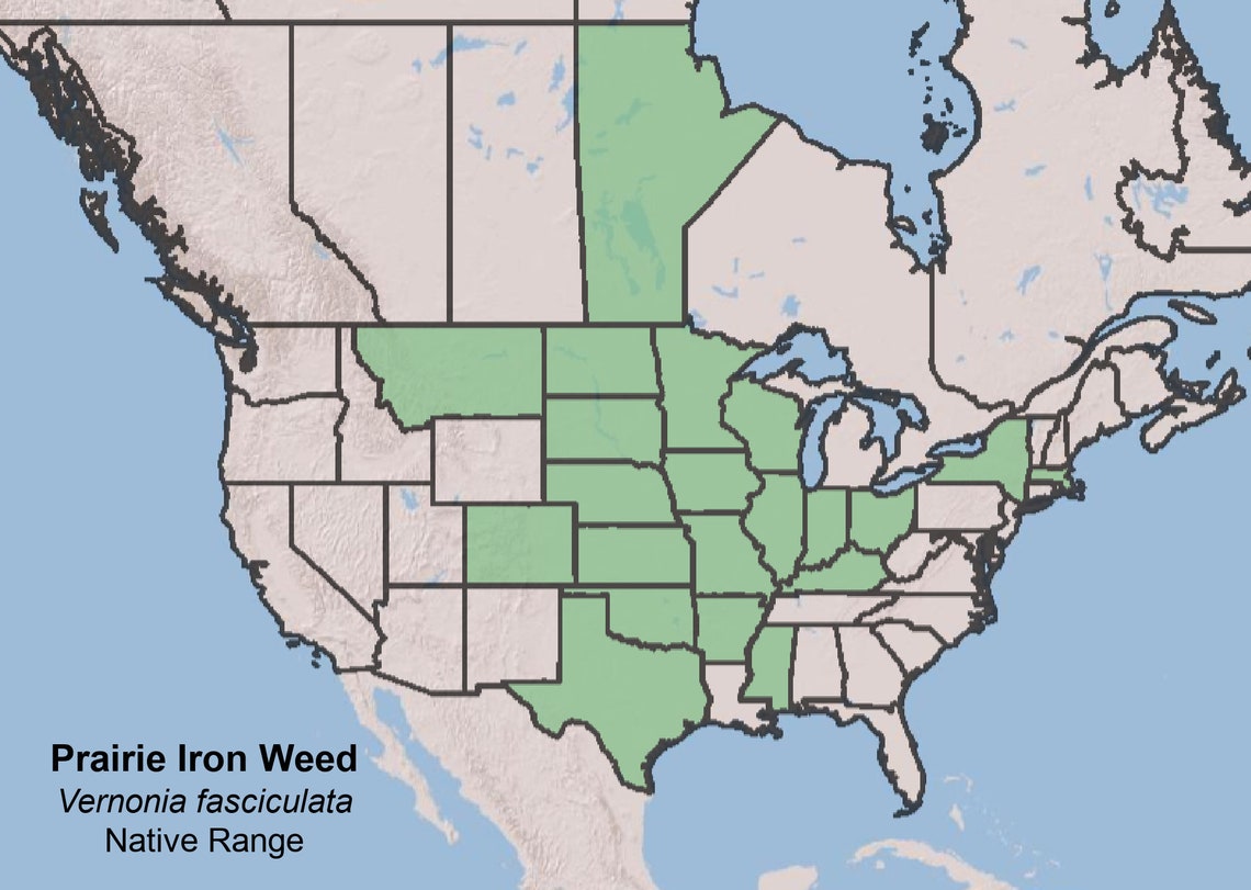 Common Ironweed (vernonia Fasciculata) Packet of 25 Seeds With FREE ...