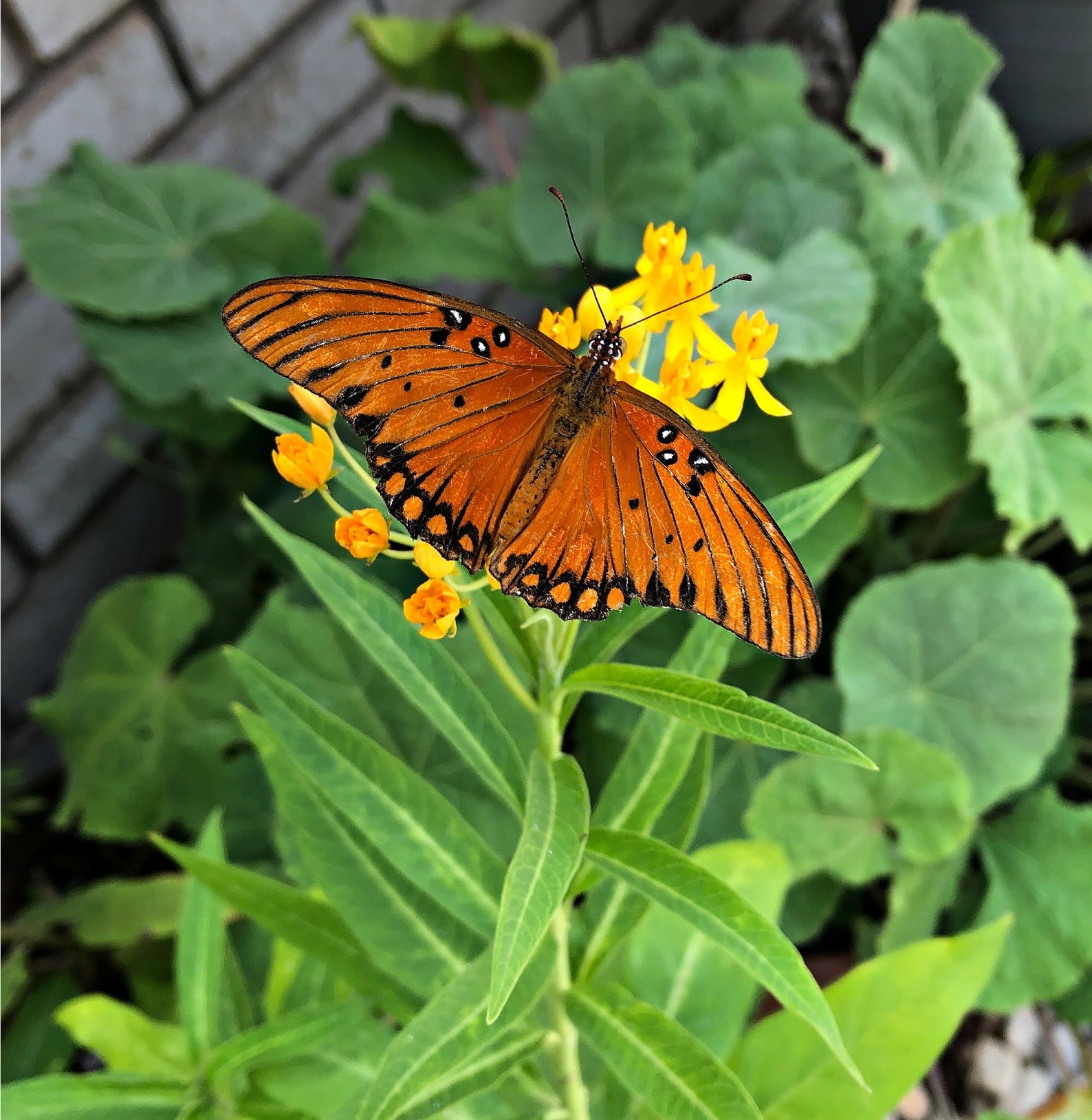 Silky Gold Milkweed Seeds (asclepias Curassavica) Packet of 12 Seeds - Etsy