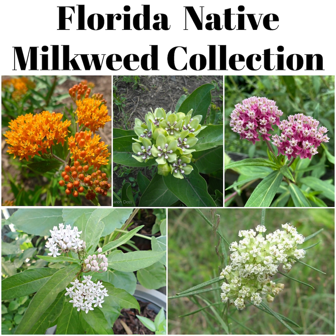Florida Native Milkweed Seed Collection With FREE Shipping! - Etsy