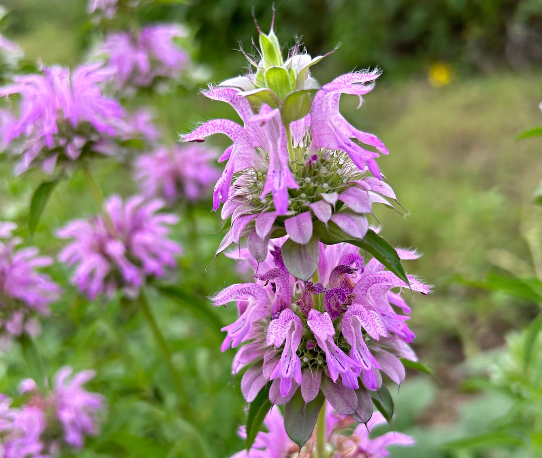 Spotted Bee Balm monarda Punctata Packet of 25 Seeds With FREE Shipping ...