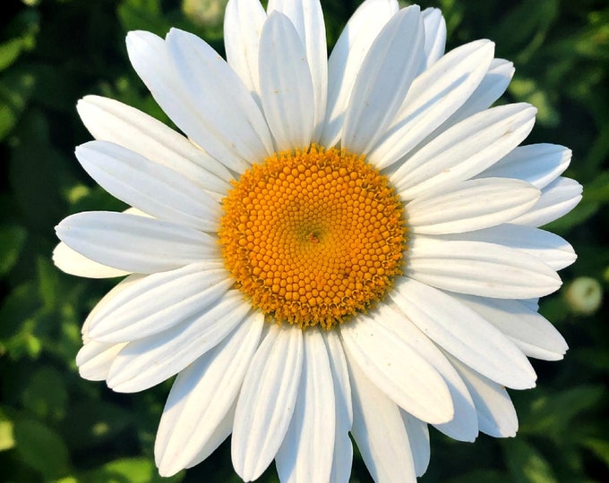 3 Snowcap Daises Leucanthemum Superbum Shasta Daisy Super Fragrant ...