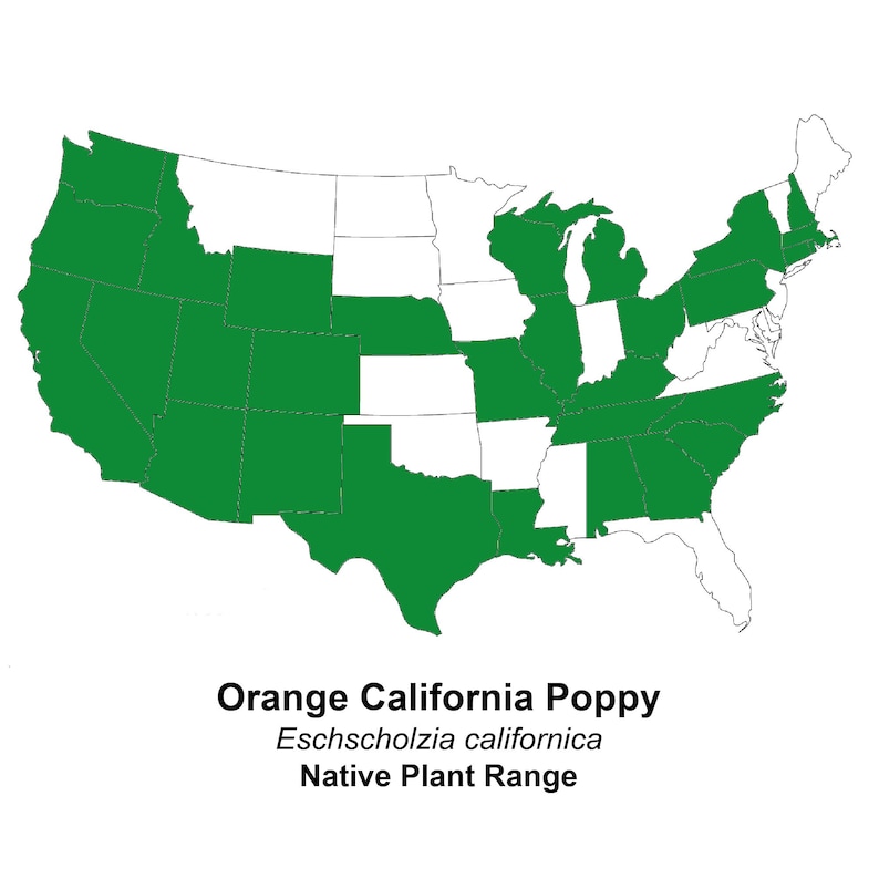 Orange California Poppy (eschscholzia Californica) Packet of 25 Seeds ...