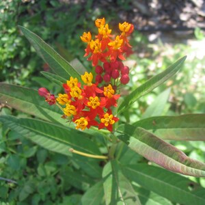 Scarlet Milkweed Seeds (asclepias Curassavica) Packet of 25 Seeds With ...
