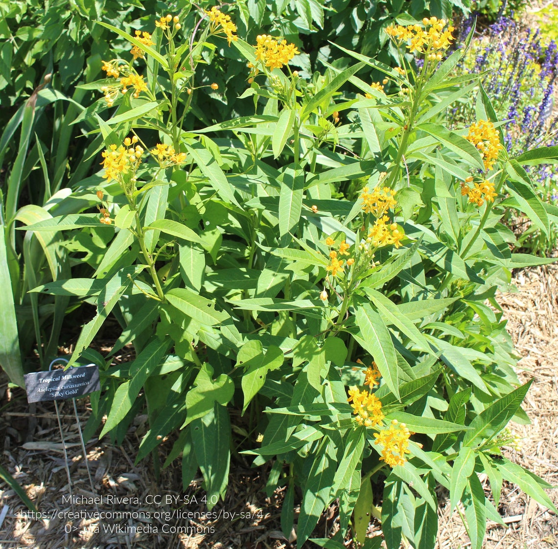 Silky Gold Milkweed Seeds (asclepias Curassavica) Packet of 12 Seeds - Etsy