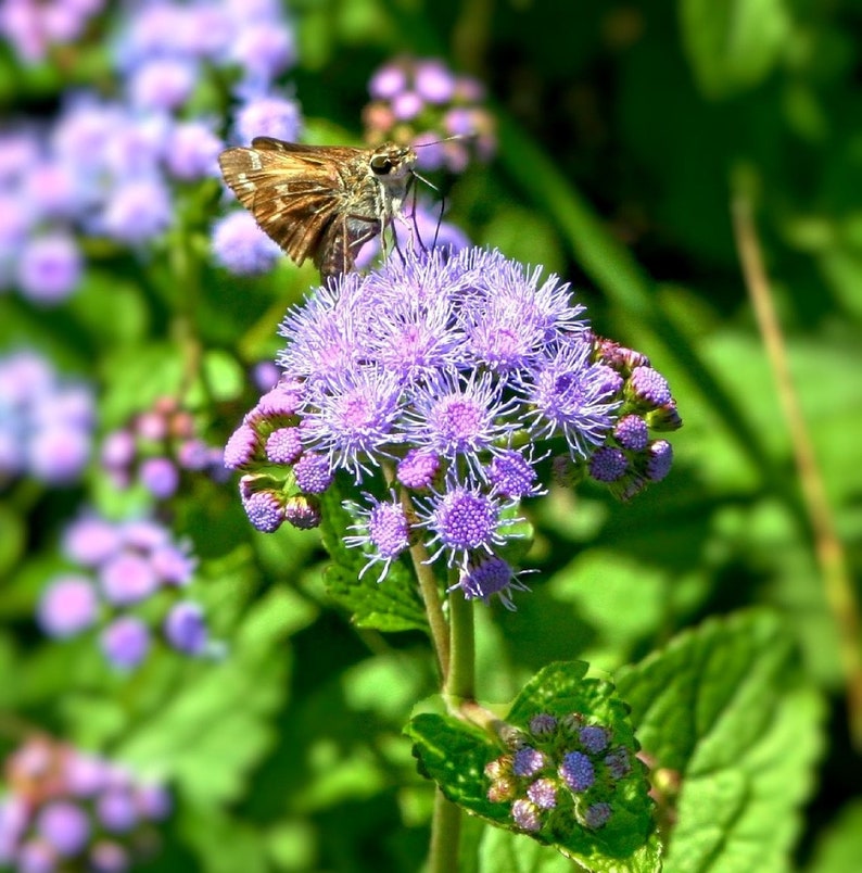 Blue Mistflower conoclinium Coelestinum Packet of 25 Seeds - Etsy