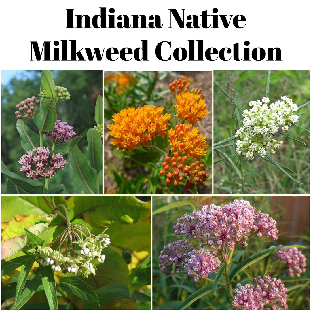 Indiana Native Milkweed Seed Collection With FREE Shipping! - Etsy