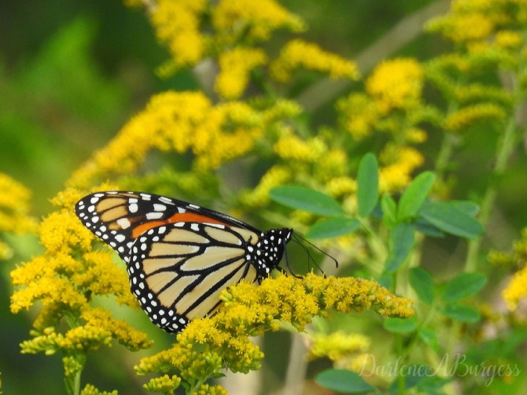 Canada Goldenrod (solidago Canadensis) Packet of 25 Seeds With FREE ...