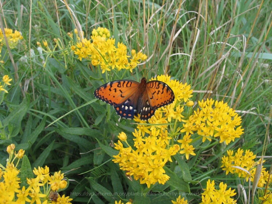 Butterfly Milkweed 'hello Yellow' asclepias Tuberosa Packet of 12 Seeds ...